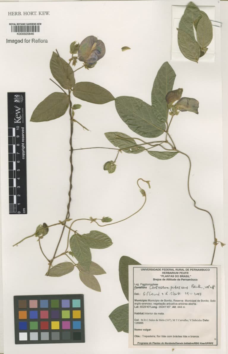 10 Contoh Hijauan Pakan Ternak yang Populer (Rumput dan Legum)