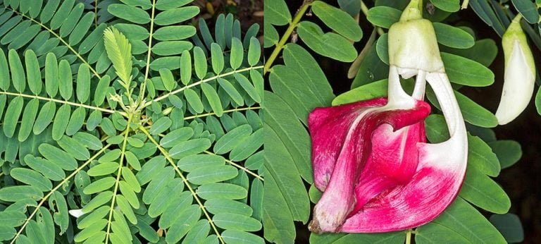 10 Contoh Hijauan Pakan Ternak yang Populer (Rumput dan Legum)