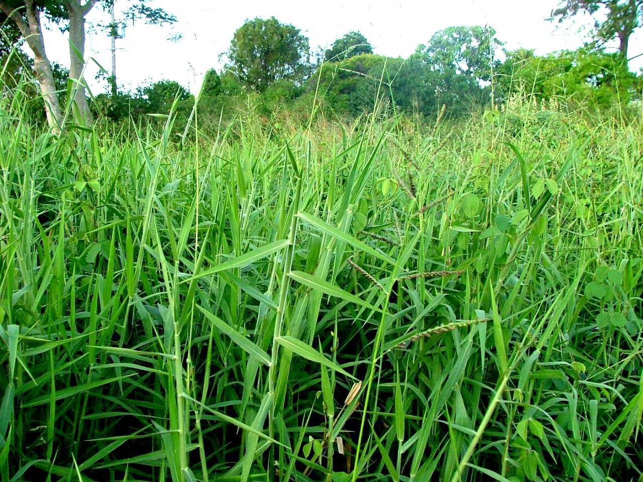 10 Contoh Hijauan Pakan Ternak yang Populer (Rumput dan Legum)