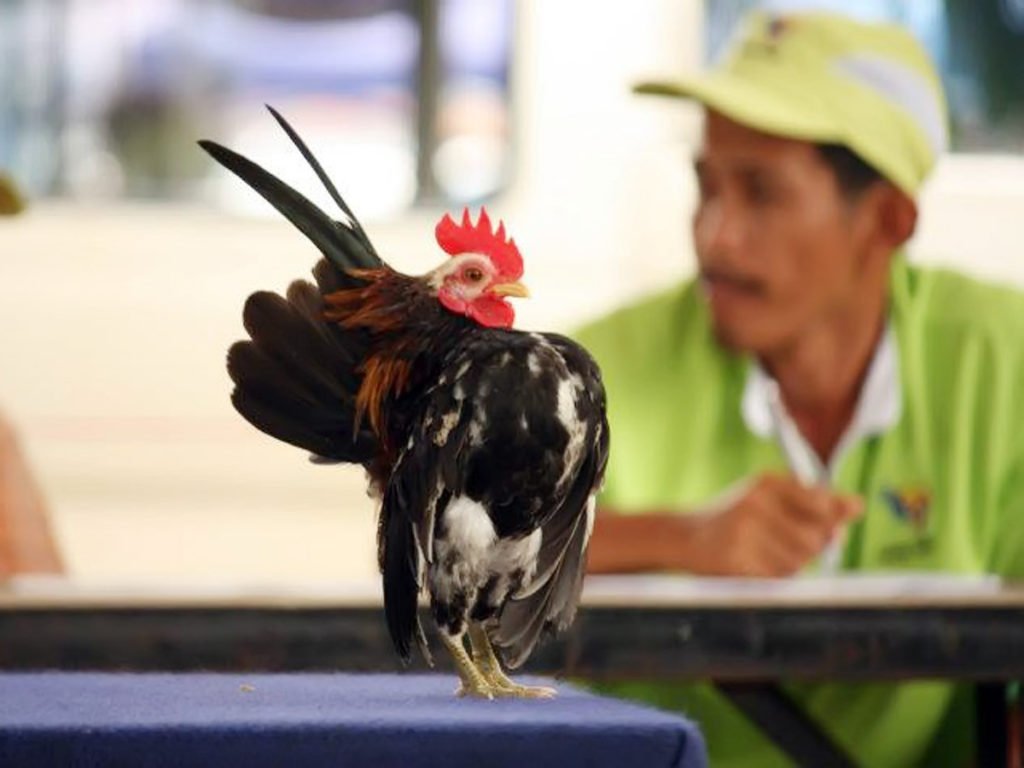 Mengenal Ayam Serama yang Mendunia - Sinau Ternak