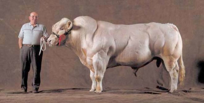 9 Fakta Tentang Sapi Belgian Blue | SInauternak.com