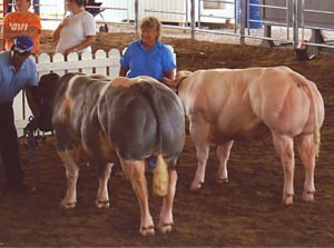 9 Fakta Tentang Sapi Belgian Blue | SInauternak.com