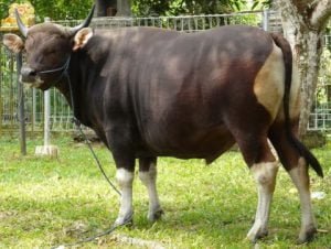 Mengenal Sapi Bali asli Indonesia - Sinau Ternak