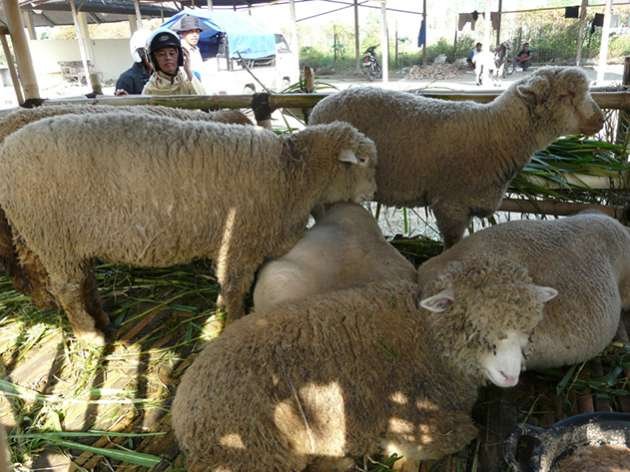 Domba Wonosobo, Domba Unggul Asli Indonesia - Sinau Ternak