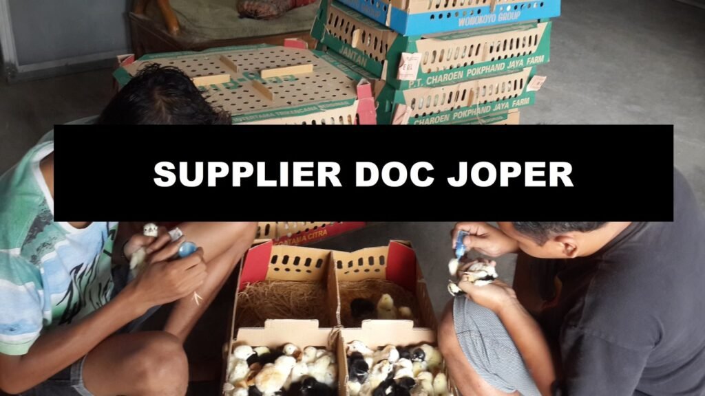 Daftar Supplier Jual DOC Joper (Ayam Jowo Super) - Sinau Ternak