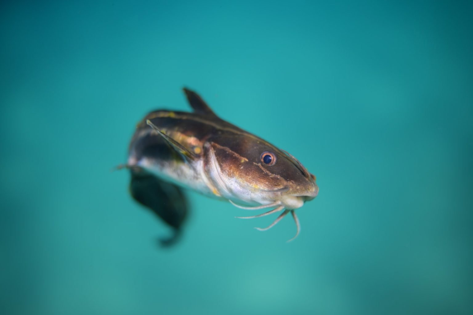 Karakteristik Ikan Lele serta Cara Budidaya Ikan Lele