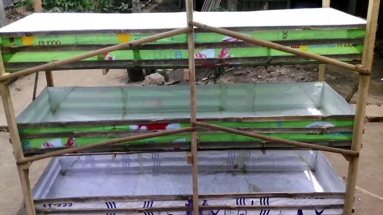 Budidaya Maggot Dengan Mudah Bagi Pemula - Sinau Ternak