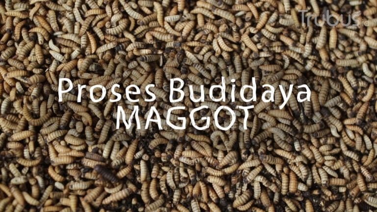 Budidaya Maggot Dengan Mudah Bagi Pemula - Sinau Ternak